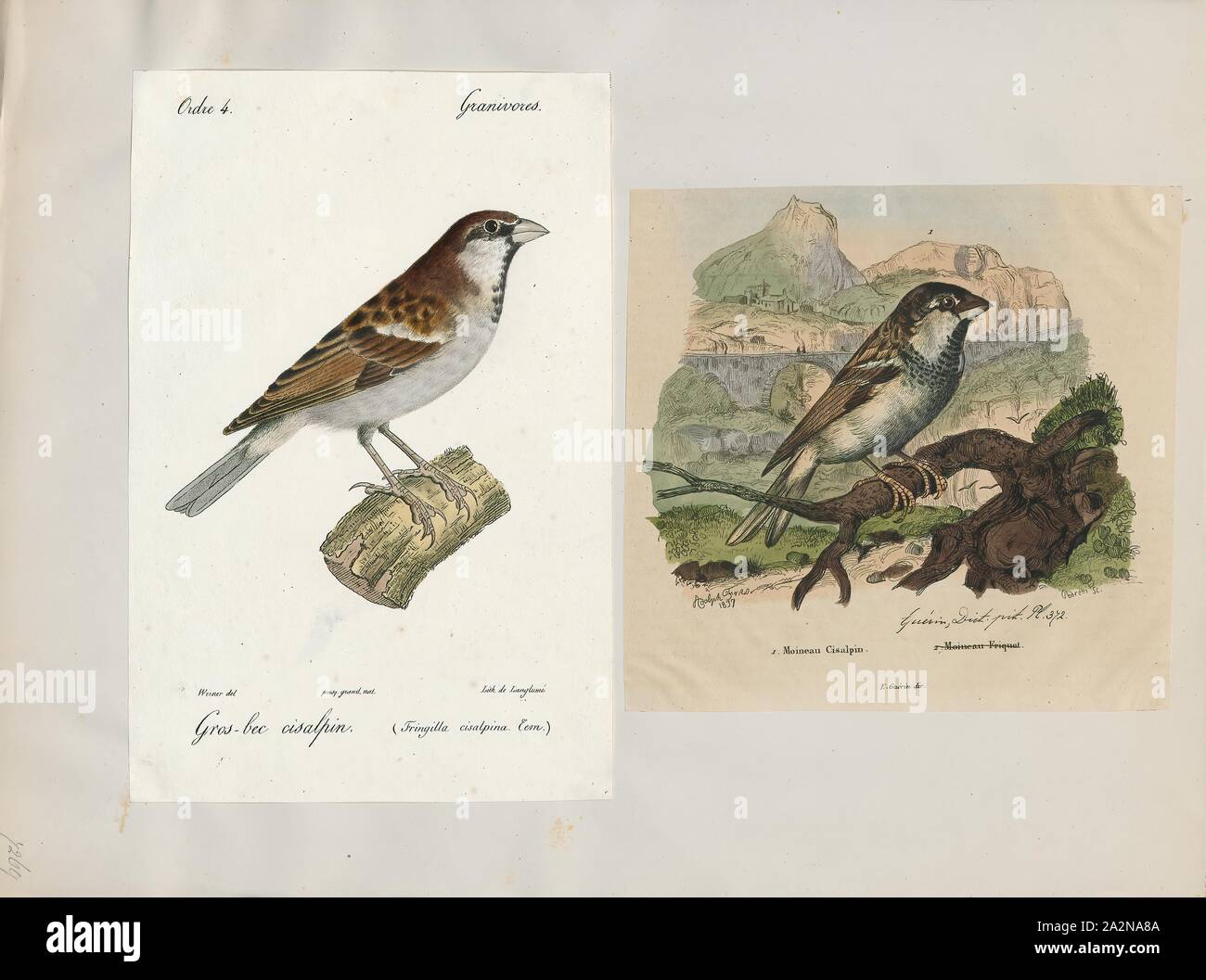 Passer italiae, Print, The Italian sparrow (Passer italiae), also known ...