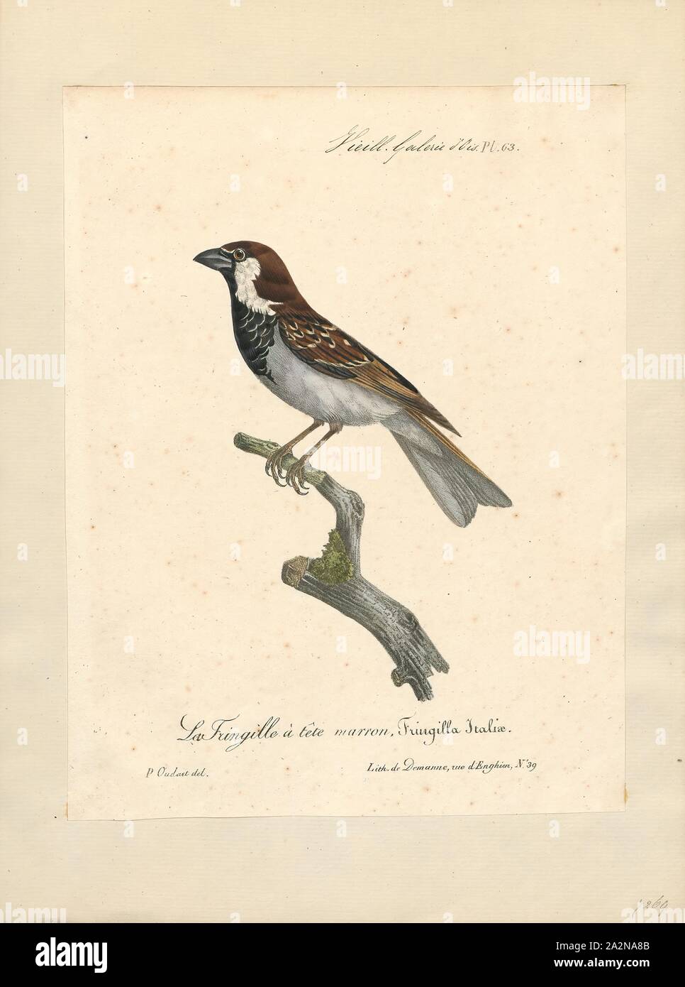 Passer italiae, Print, The Italian sparrow (Passer italiae), also known ...