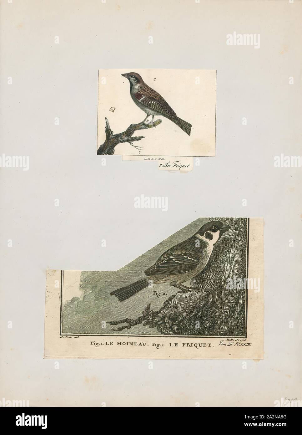 Passer montanus, Print, The Eurasian tree sparrow (Passer montanus) is ...
