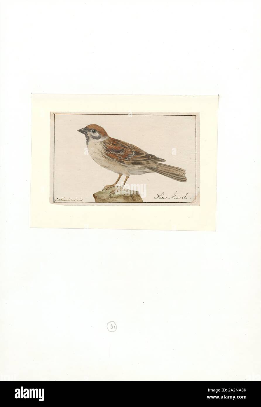 Passer montanus, Print, The Eurasian tree sparrow (Passer montanus) is ...
