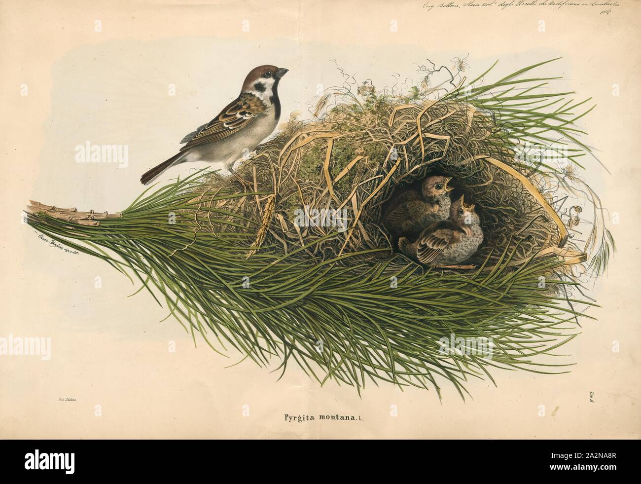 Passer montanus, Print, The Eurasian tree sparrow (Passer montanus) is ...