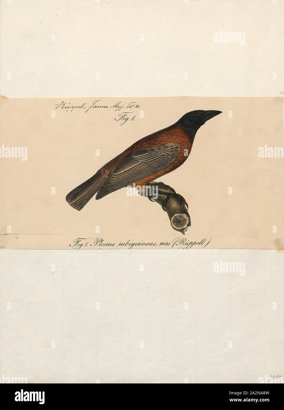 Passer swainsoni, Print, Passer is a genus of sparrows, also known as ...