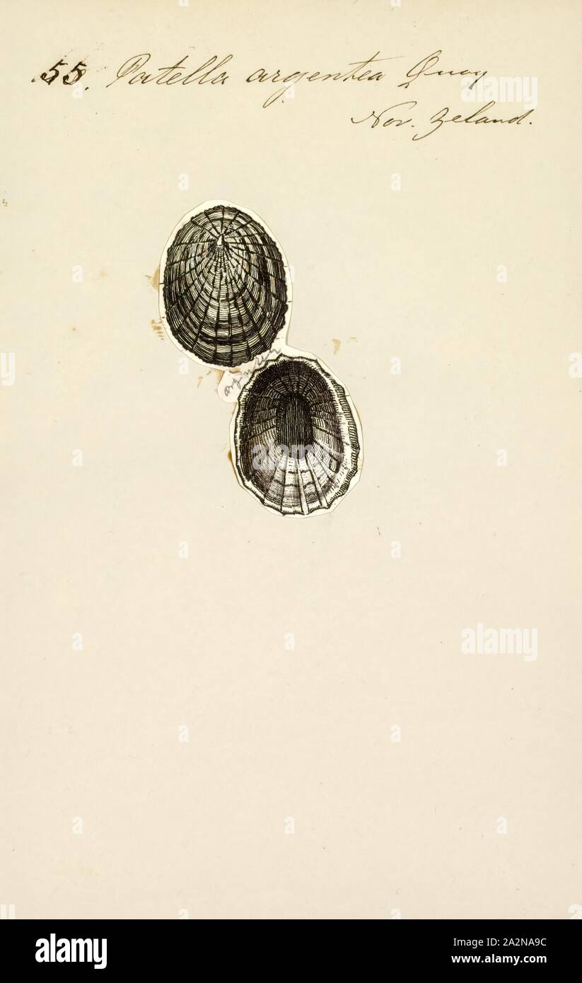 Patella argentea hi-res stock photography and images - Alamy