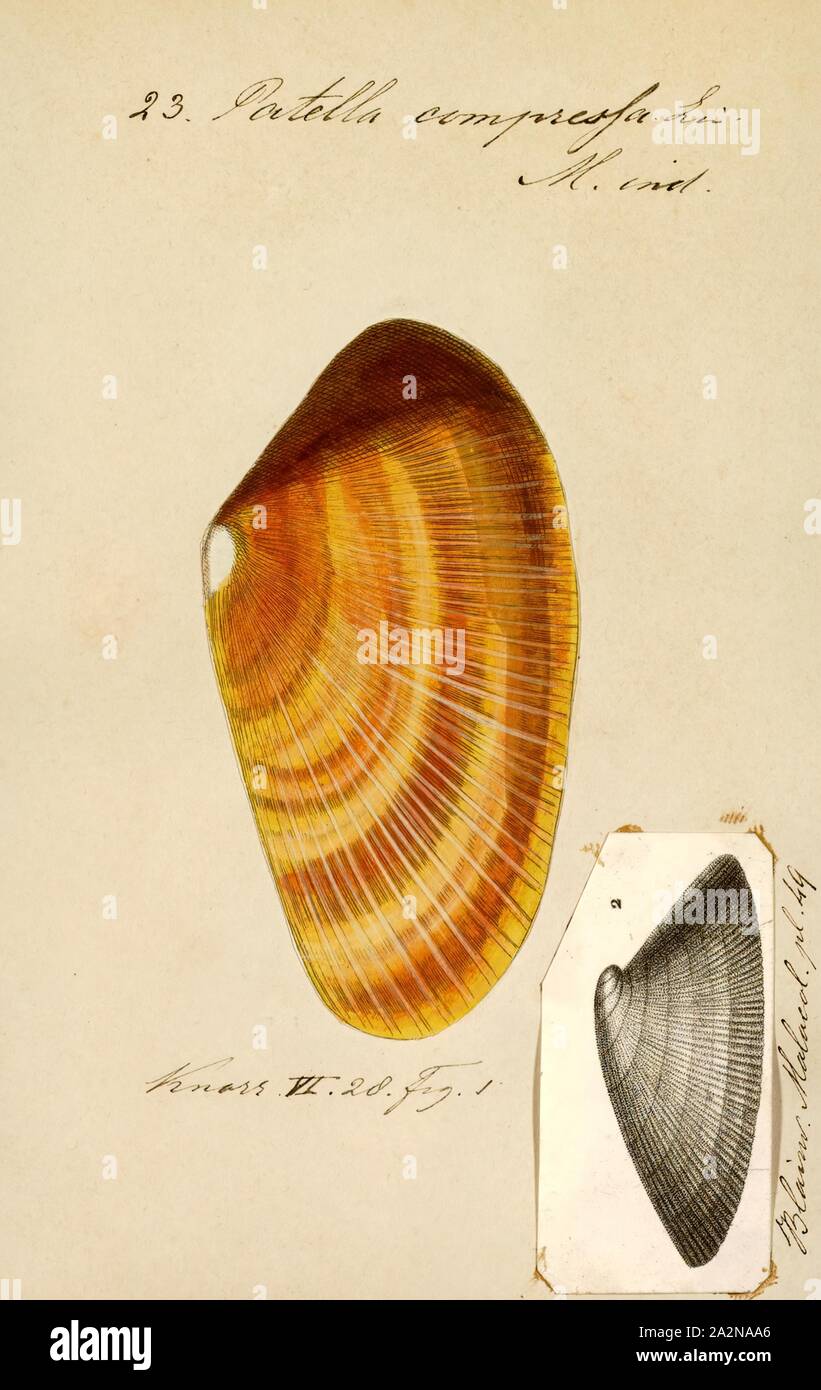 Patella compressa, Print, Cymbula compressa is a species of sea snail ...