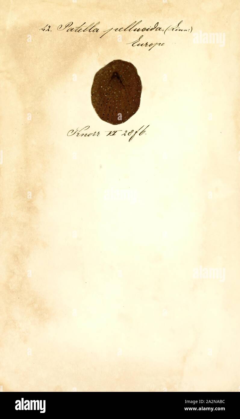 Patella pellucida, Print, Patella pellucida, common name the blue-rayed ...