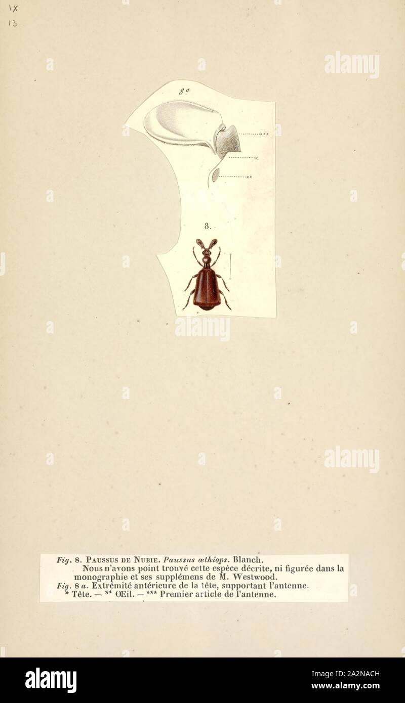 Paussus, Print, Paussus is a genus of beetles in the family Carabidae ...