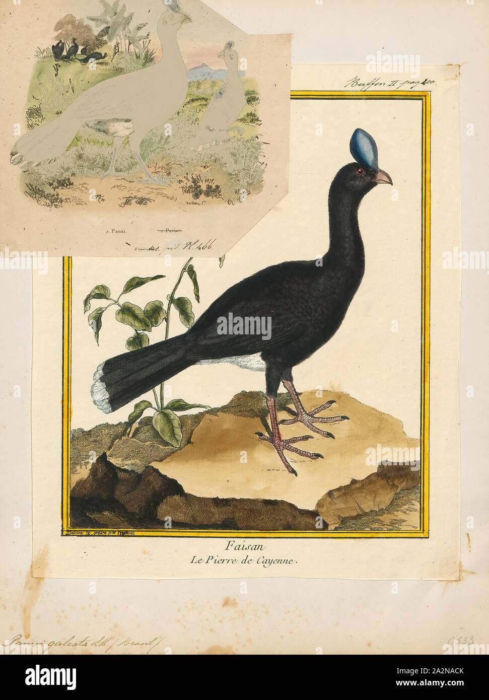 Pauxi galeata, Print, The genus Pauxi consists of the three species of ...