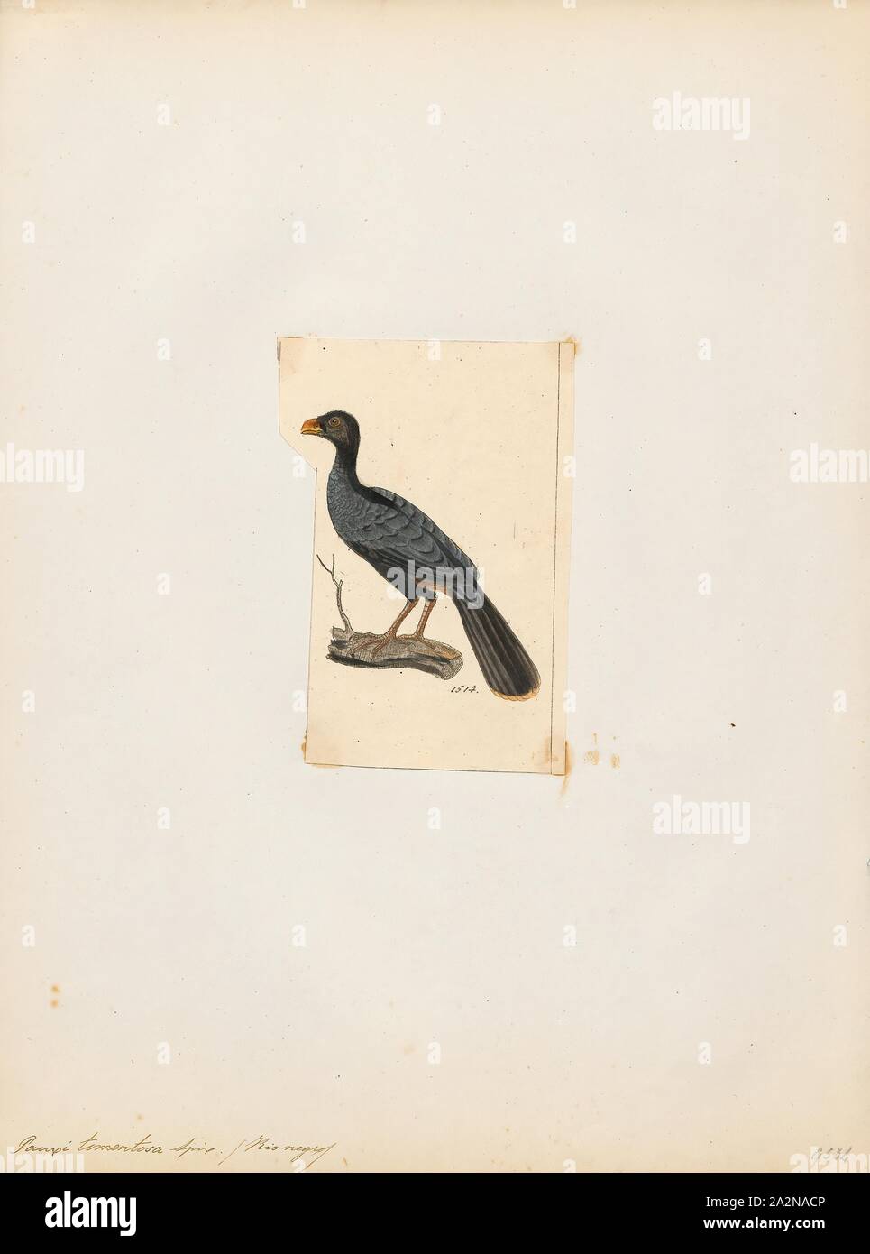 Pauxi tomentosa hi-res stock photography and images - Alamy