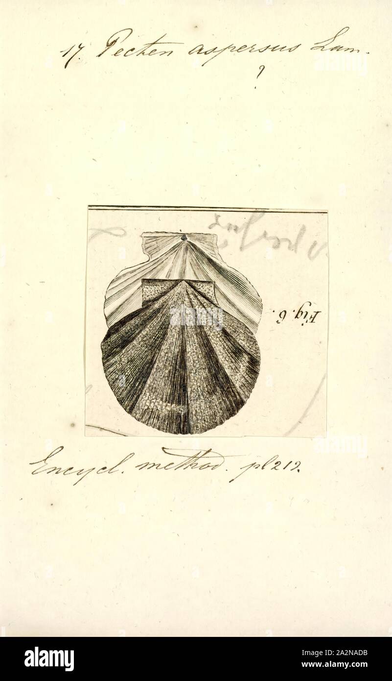 Pecten aspersus, Print Stock Photo - Alamy