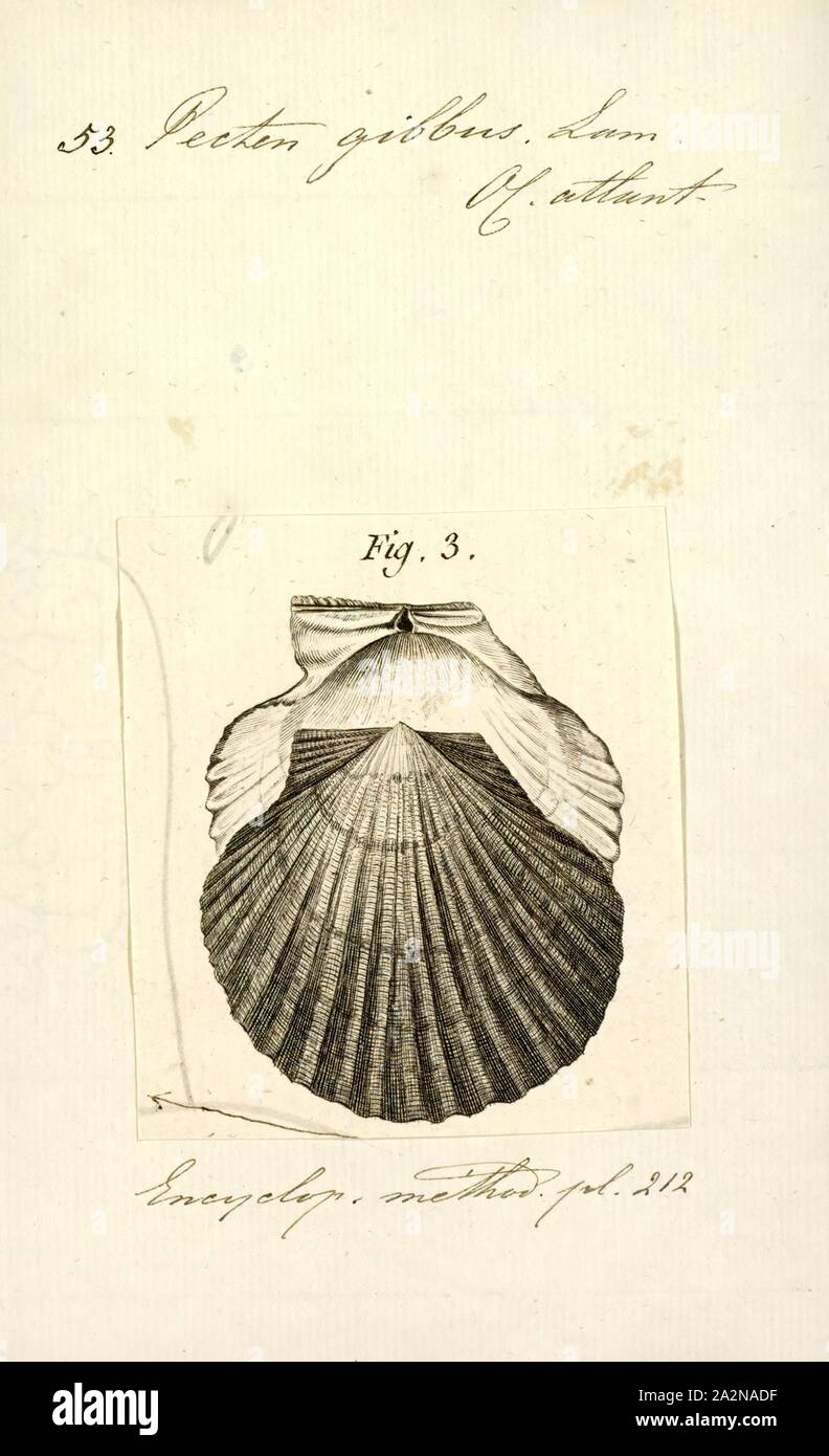 Pecten gibbus hi-res stock photography and images - Alamy