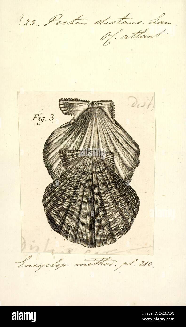 Pecten distans, Print Stock Photo - Alamy