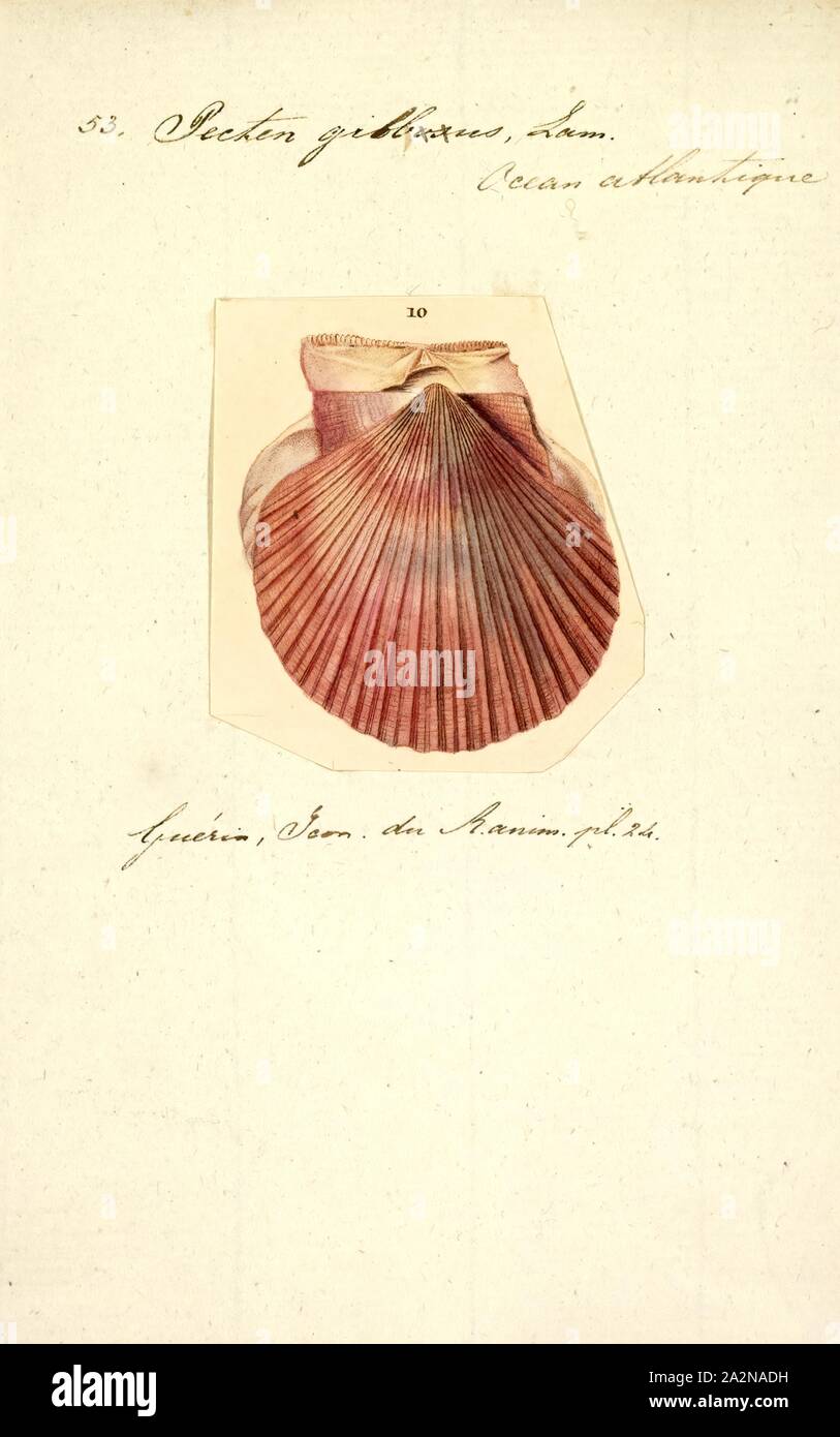 Pecten gibbus, Print Stock Photo - Alamy