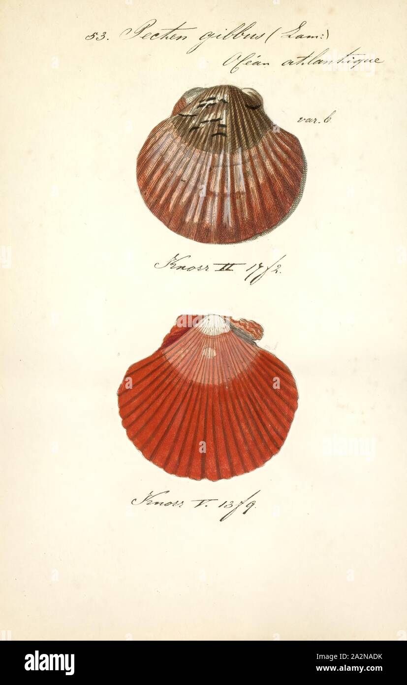 Pecten gibbus hi-res stock photography and images - Alamy