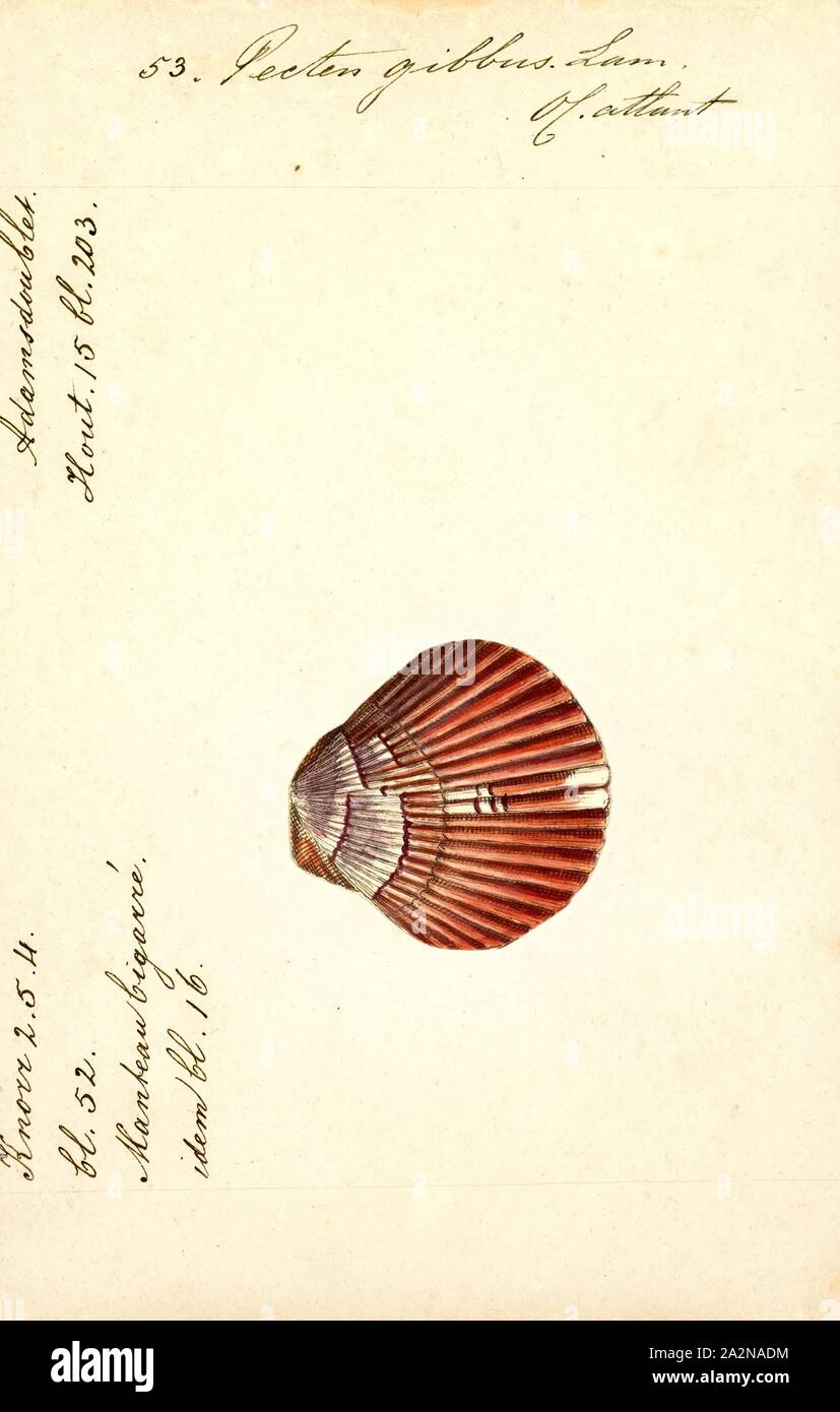 Pecten gibbus, Print Stock Photo - Alamy