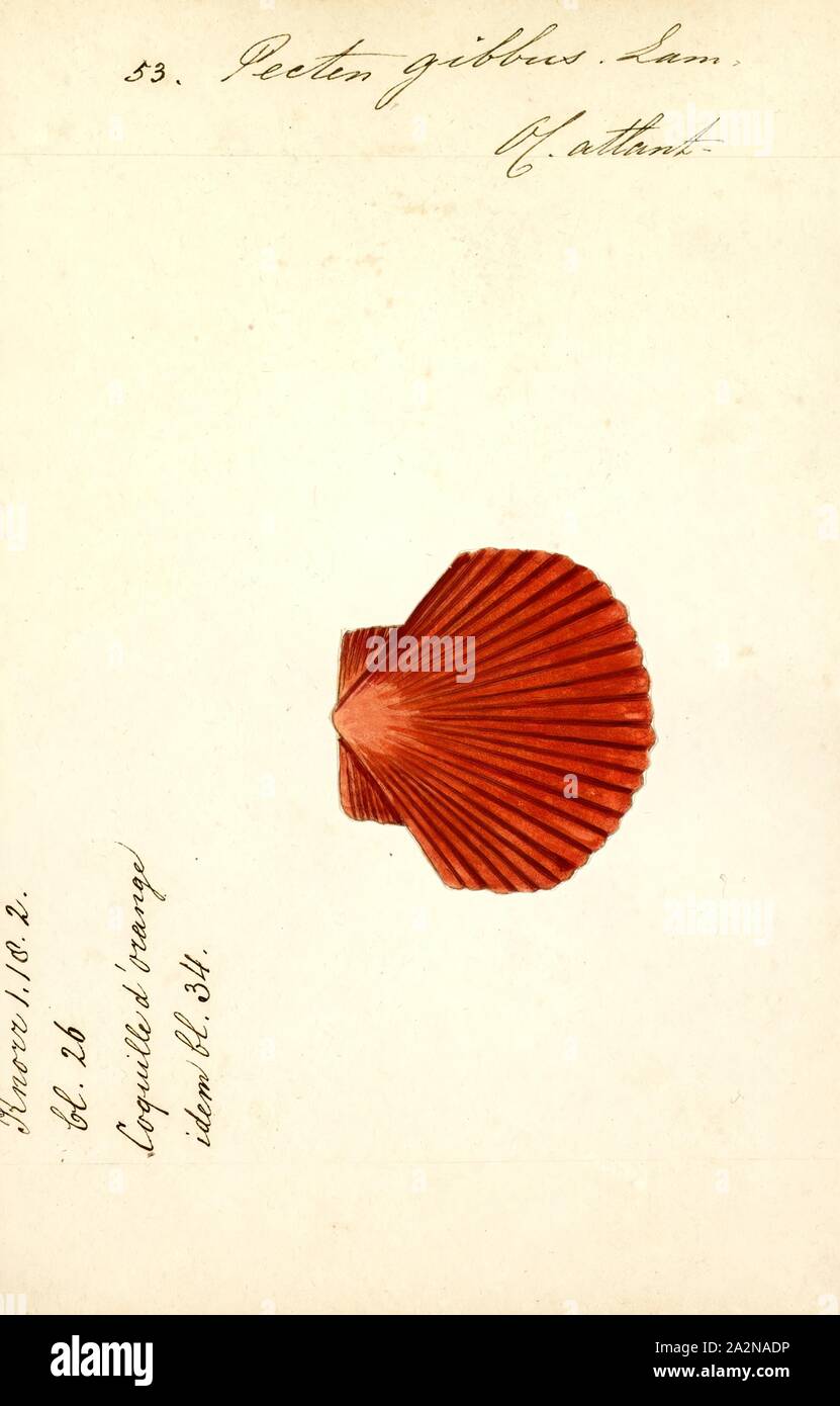 Pecten gibbus hi-res stock photography and images - Alamy