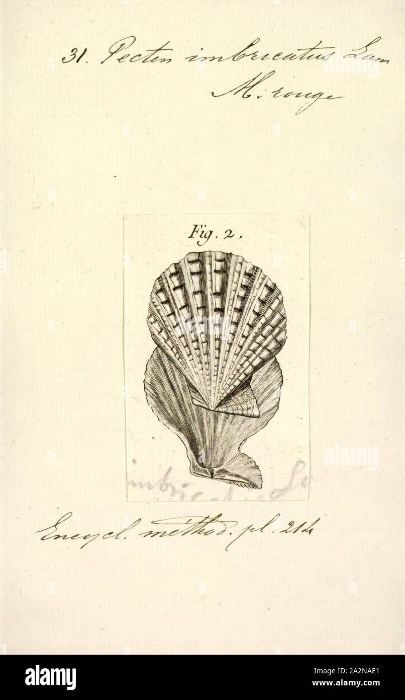 Pecten imbricatus, Print Stock Photo - Alamy