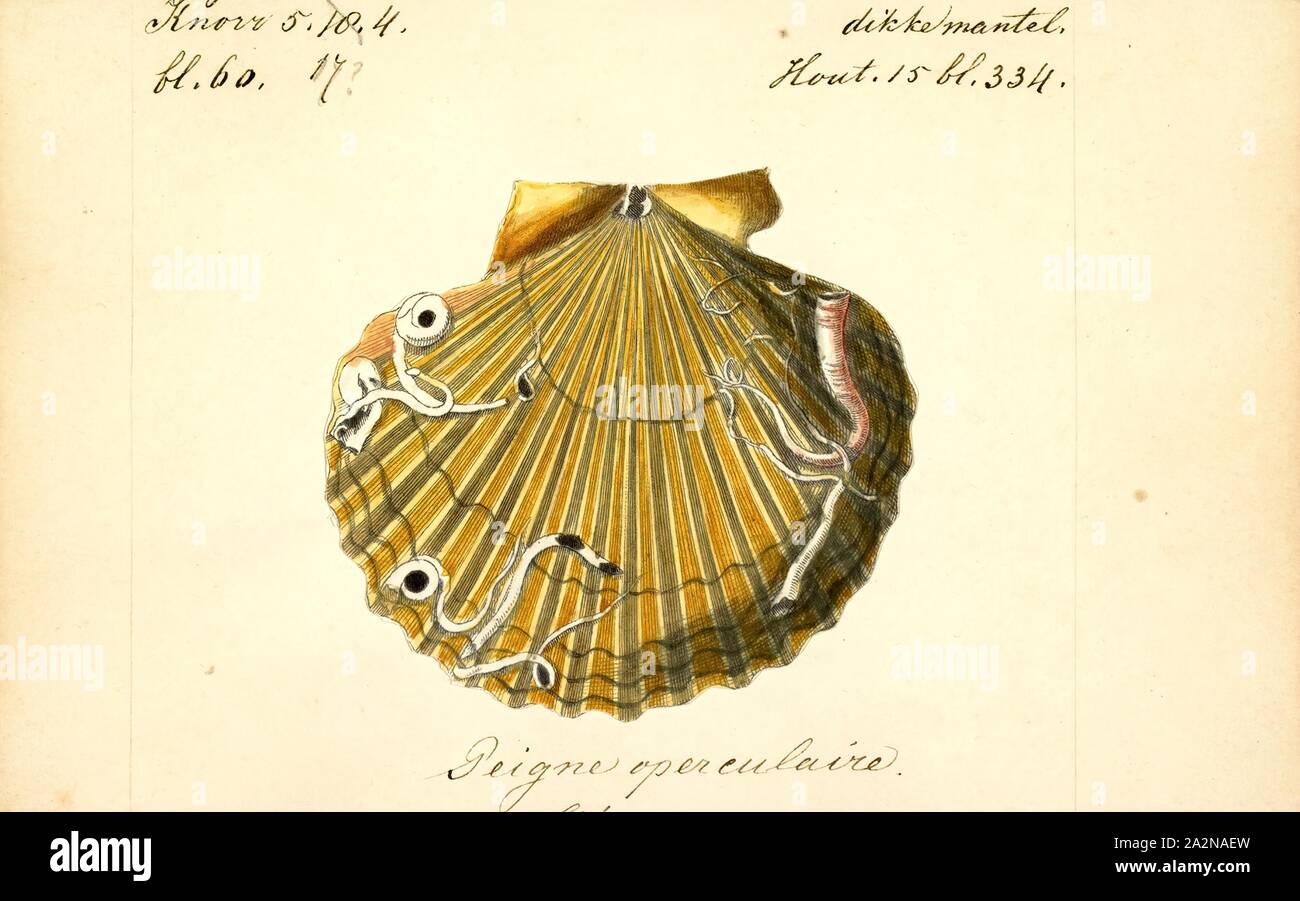 Pecten opercularis, Print Stock Photo - Alamy