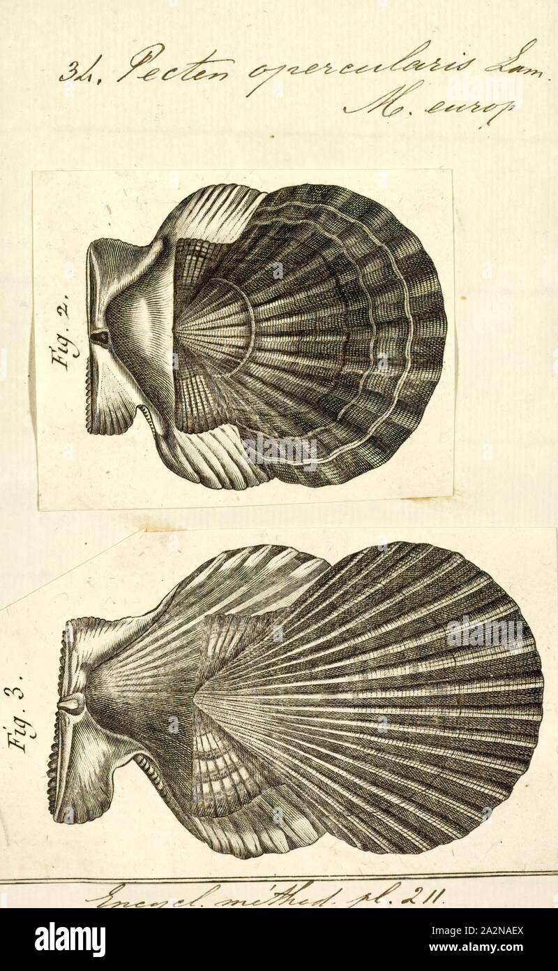 Pecten opercularis, Print Stock Photo - Alamy