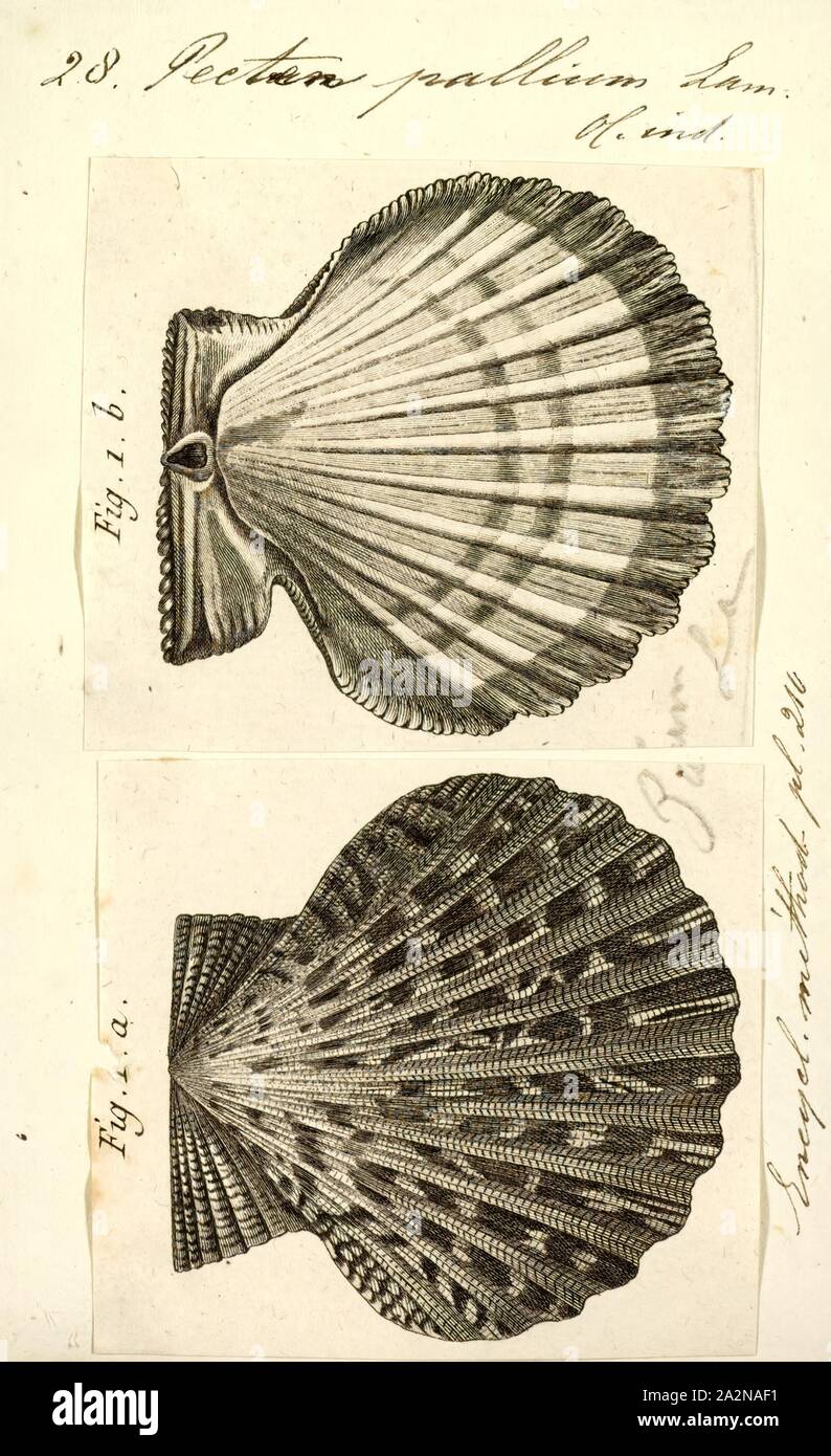 Pecten pallium, Print Stock Photo - Alamy