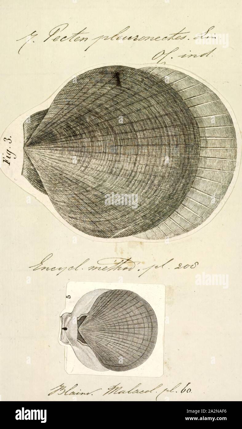 Pleuronectes hi-res stock photography and images - Alamy