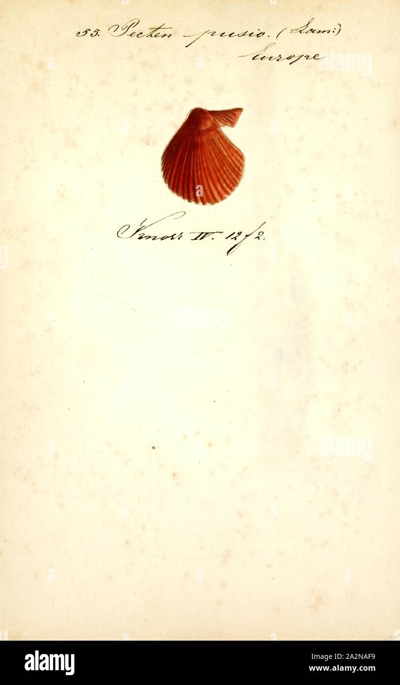 Pecten pusio, Print Stock Photo - Alamy