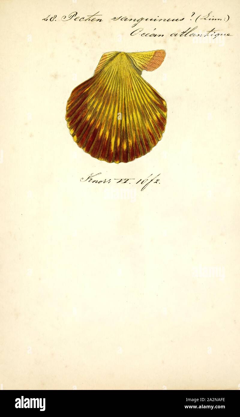 Pecten sanguineus hi-res stock photography and images - Alamy