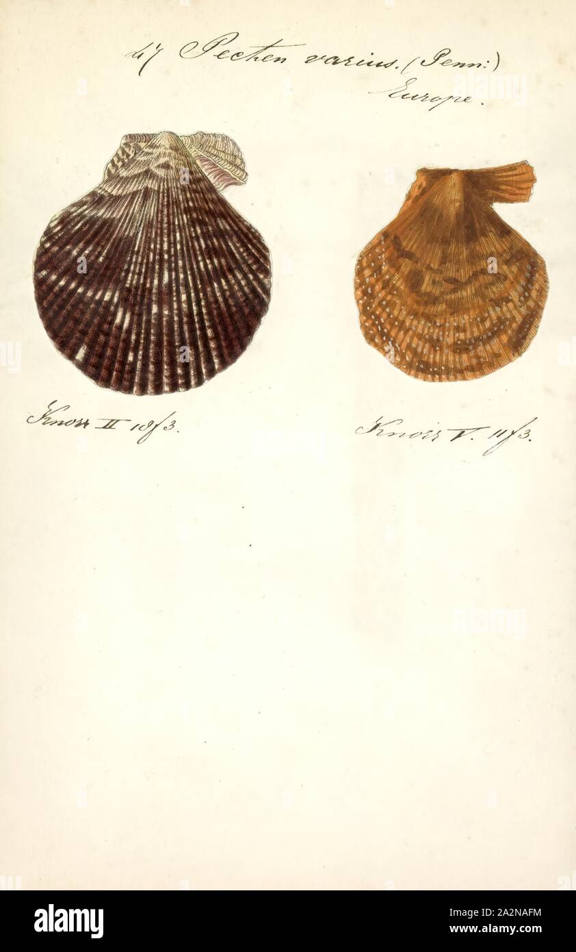 Pecten varius hi-res stock photography and images - Alamy