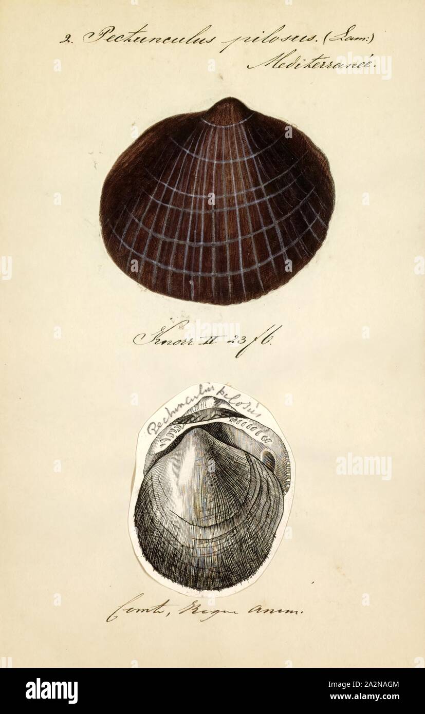 Pectunculus pilosus, Print Stock Photo - Alamy