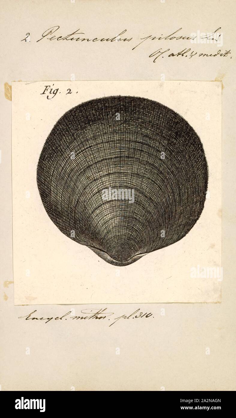 Pectunculus pilosus, Print Stock Photo - Alamy