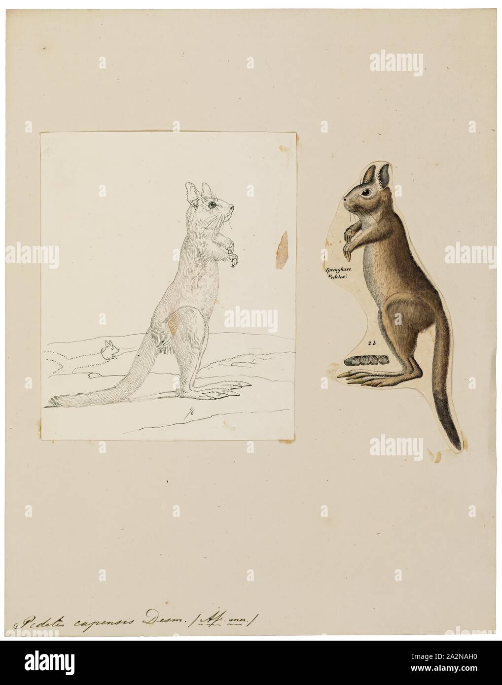 Springhaas hi-res stock photography and images - Alamy