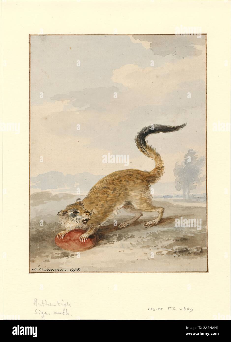 Pedetes capensis, Print, The South African springhare (Pedetes capensis ...