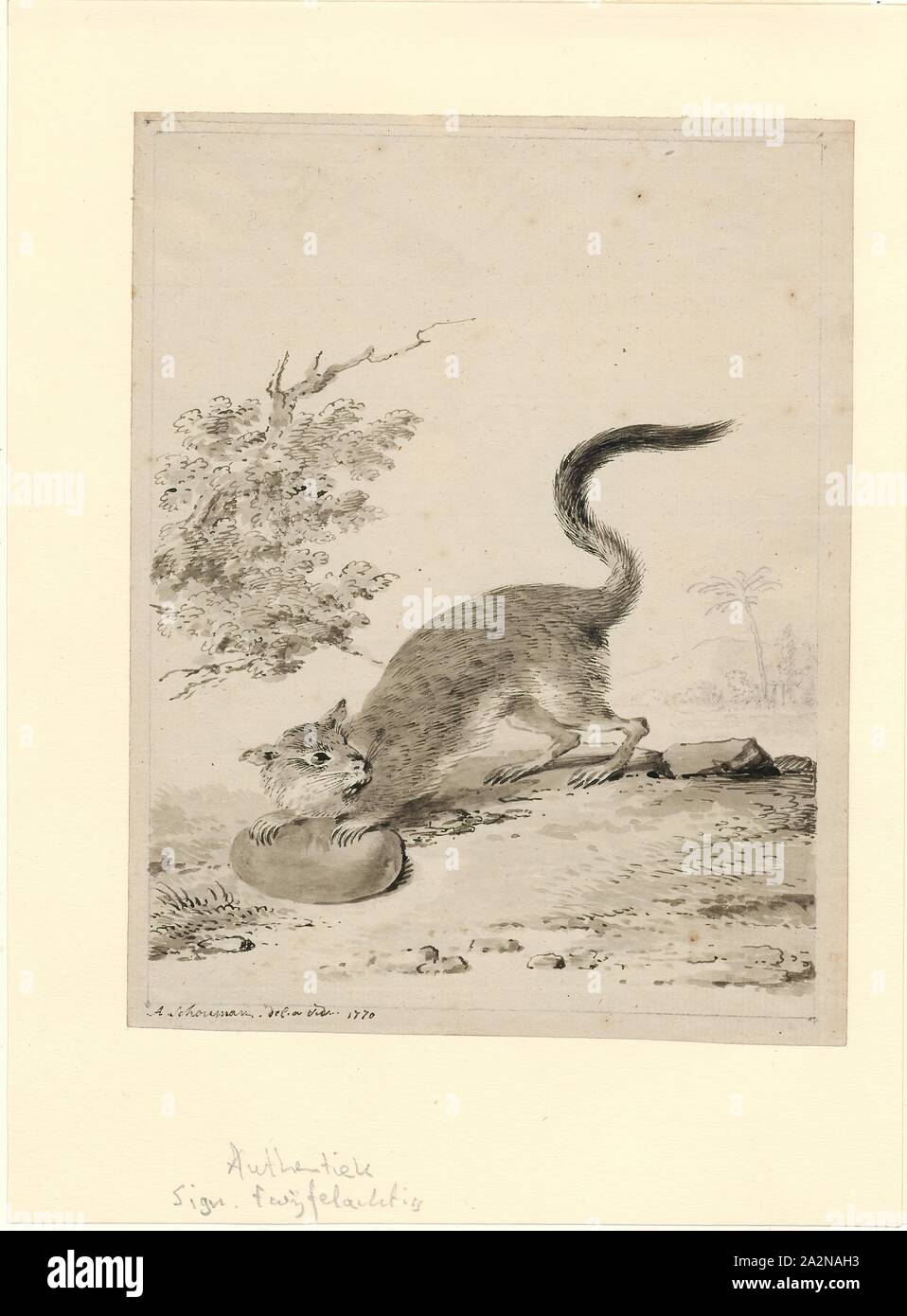 South african springhare pedetes capensis hi-res stock photography and ...