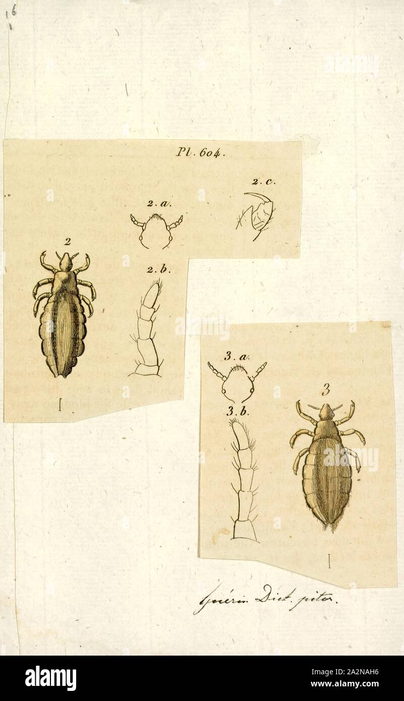 Pediculus species hi-res stock photography and images - Alamy