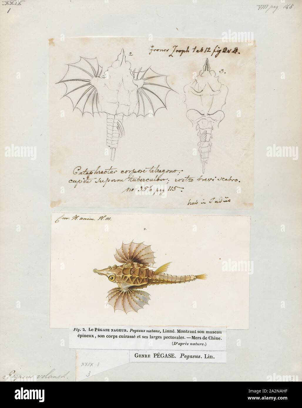 Long tailed seamoth hi-res stock photography and images - Alamy