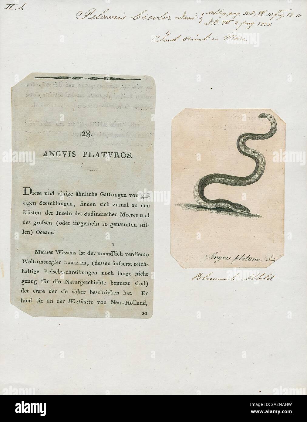 Pelamis bicolor hi-res stock photography and images - Alamy