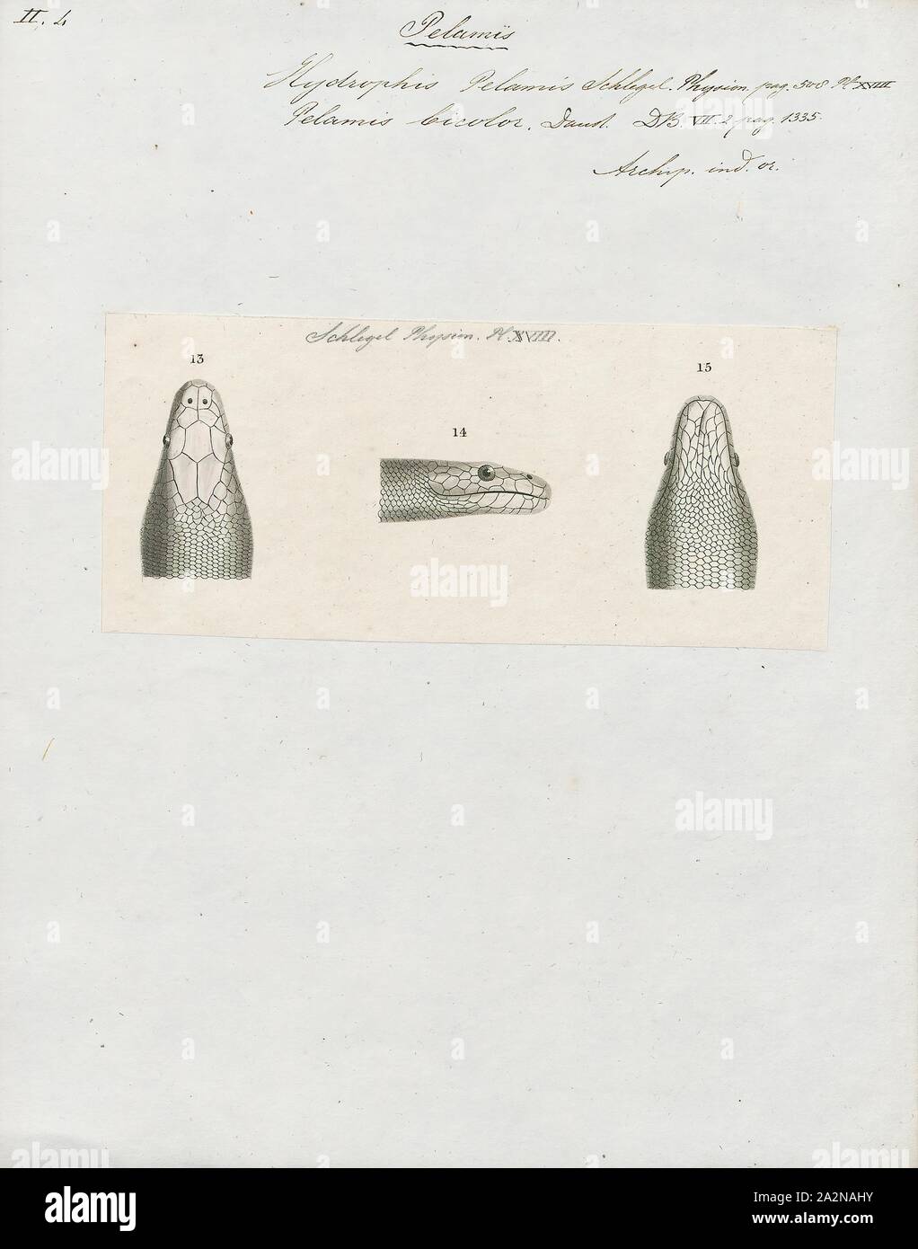 Pelamis bicolor hi-res stock photography and images - Alamy