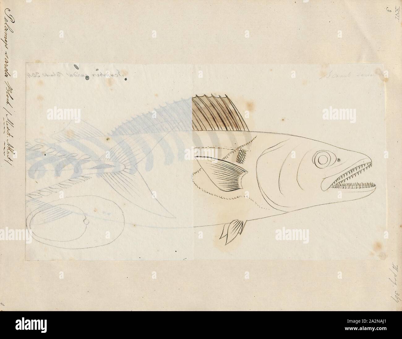 Pelamys sarda hi-res stock photography and images - Alamy