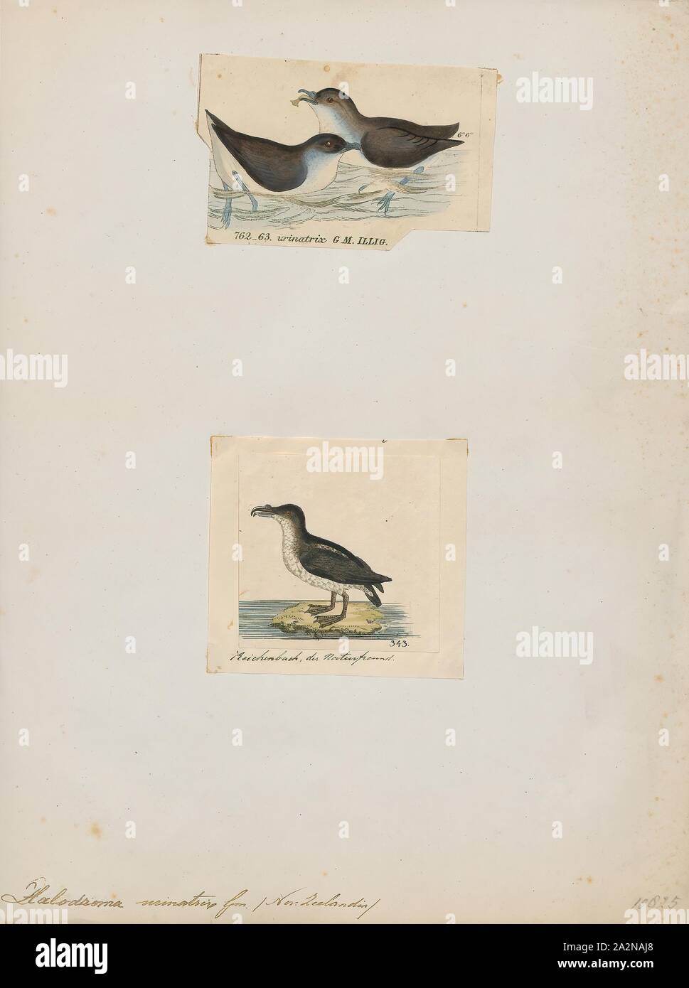 Smaller diving petrel pelecanoides urinatrix hi-res stock photography ...