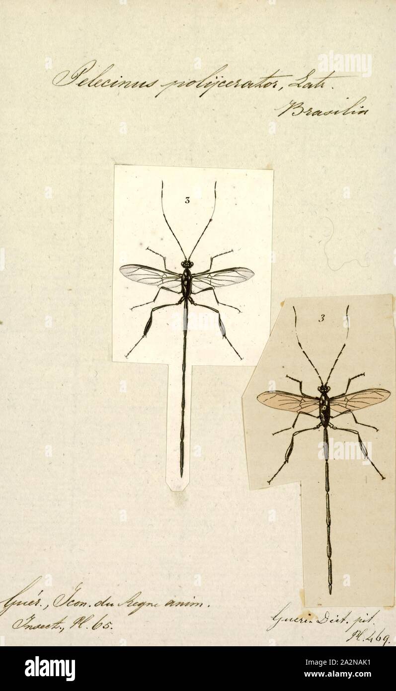 Pelecinus, Print, The genus Pelecinus is the only living member of the ...