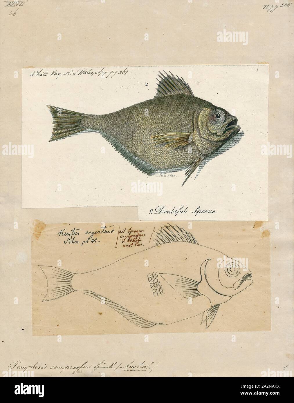 Pempheris compressus, Print, Pempheris vanicolensis (front). Pempheris ...