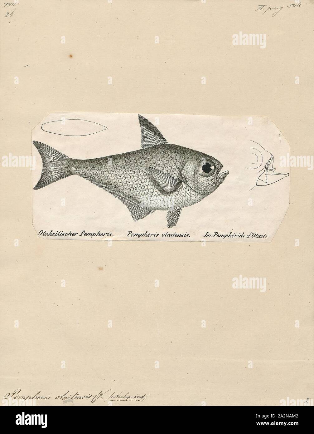 Pempheris otaitensis, Print, Pempheris vanicolensis (front). Pempheris ...