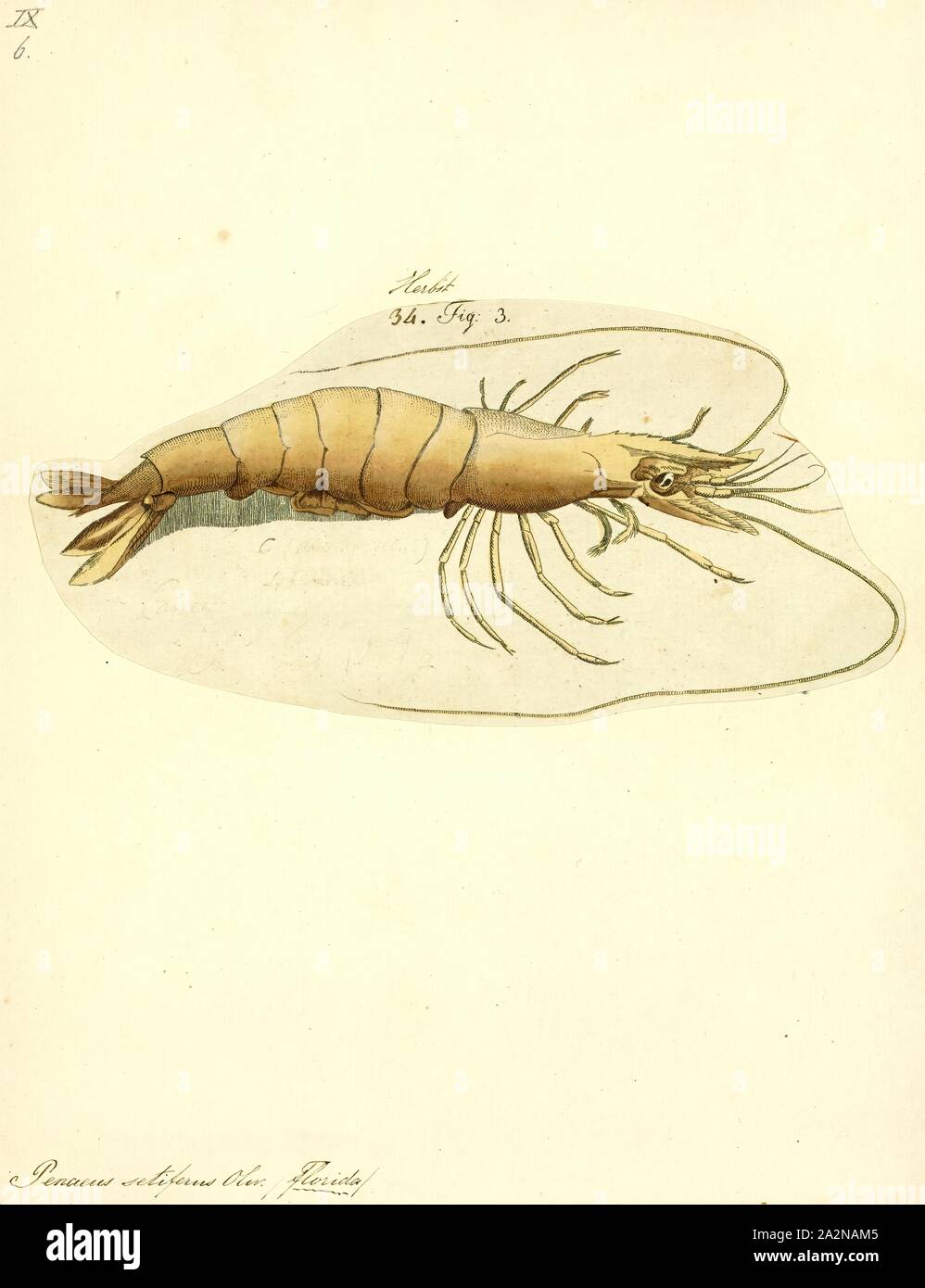 Penaeus setiferus, Print Stock Photo - Alamy