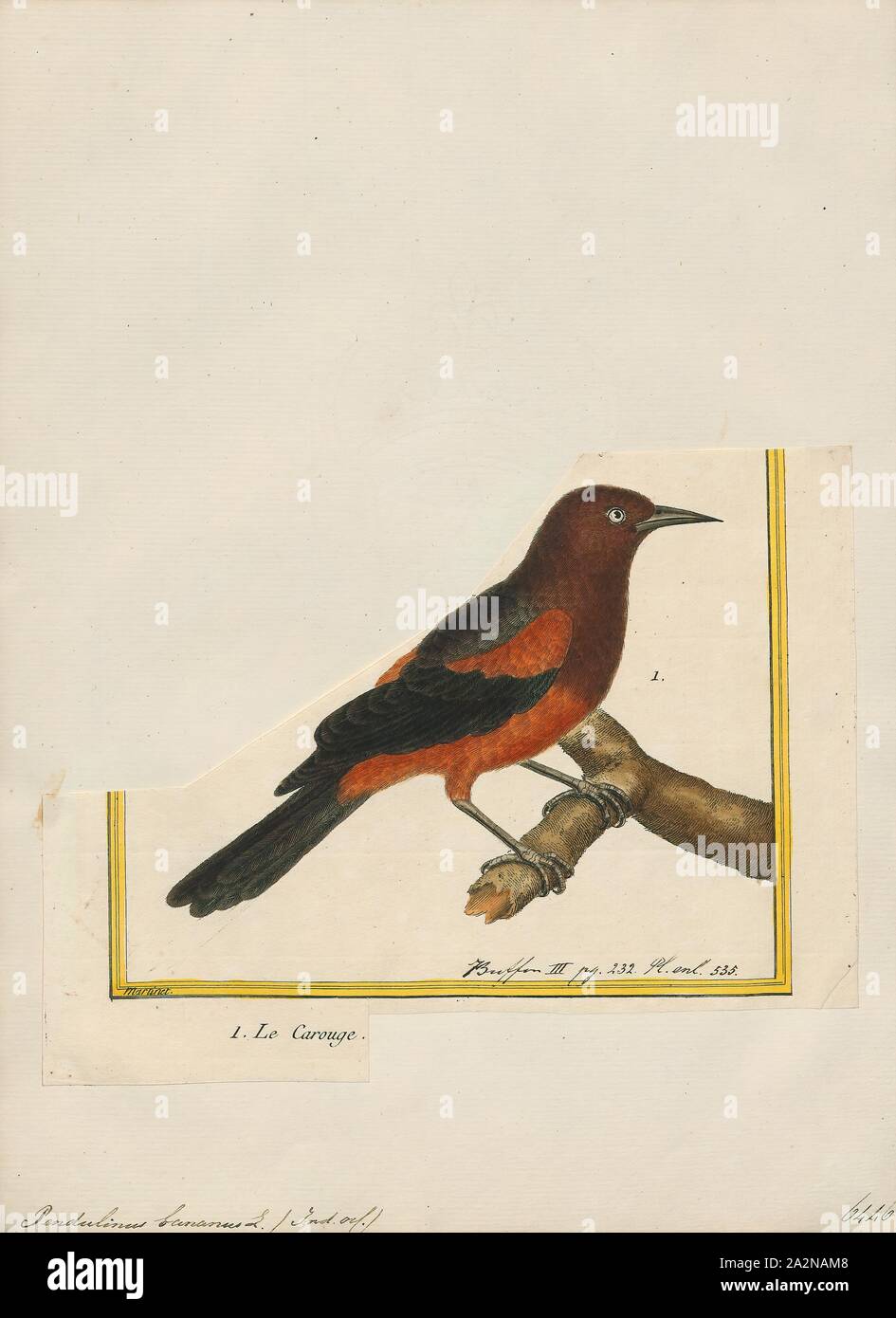 Bananus hi-res stock photography and images - Alamy