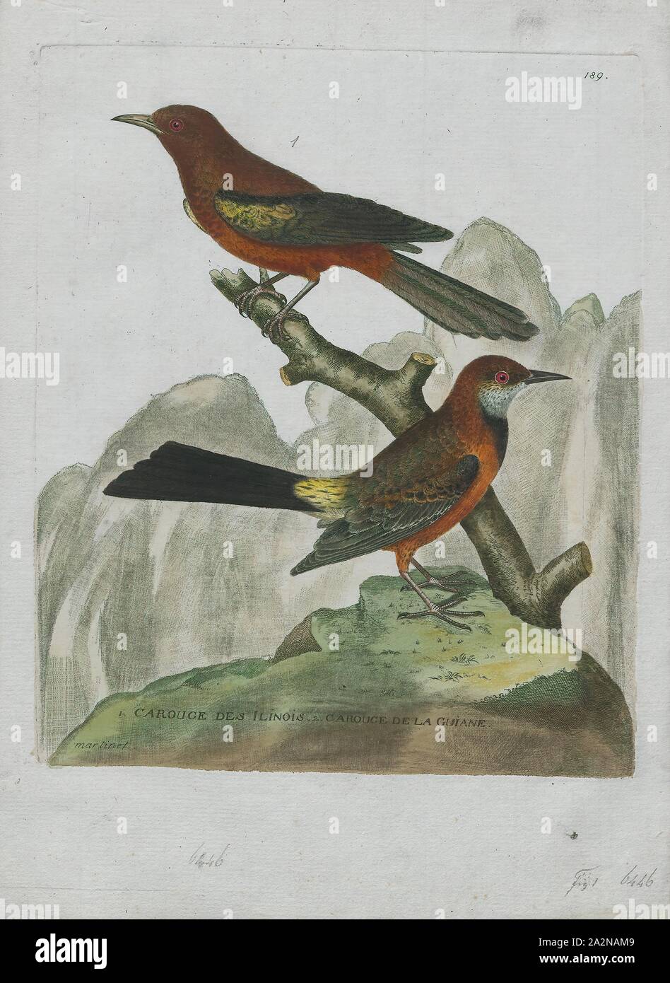 Bananus hi-res stock photography and images - Alamy