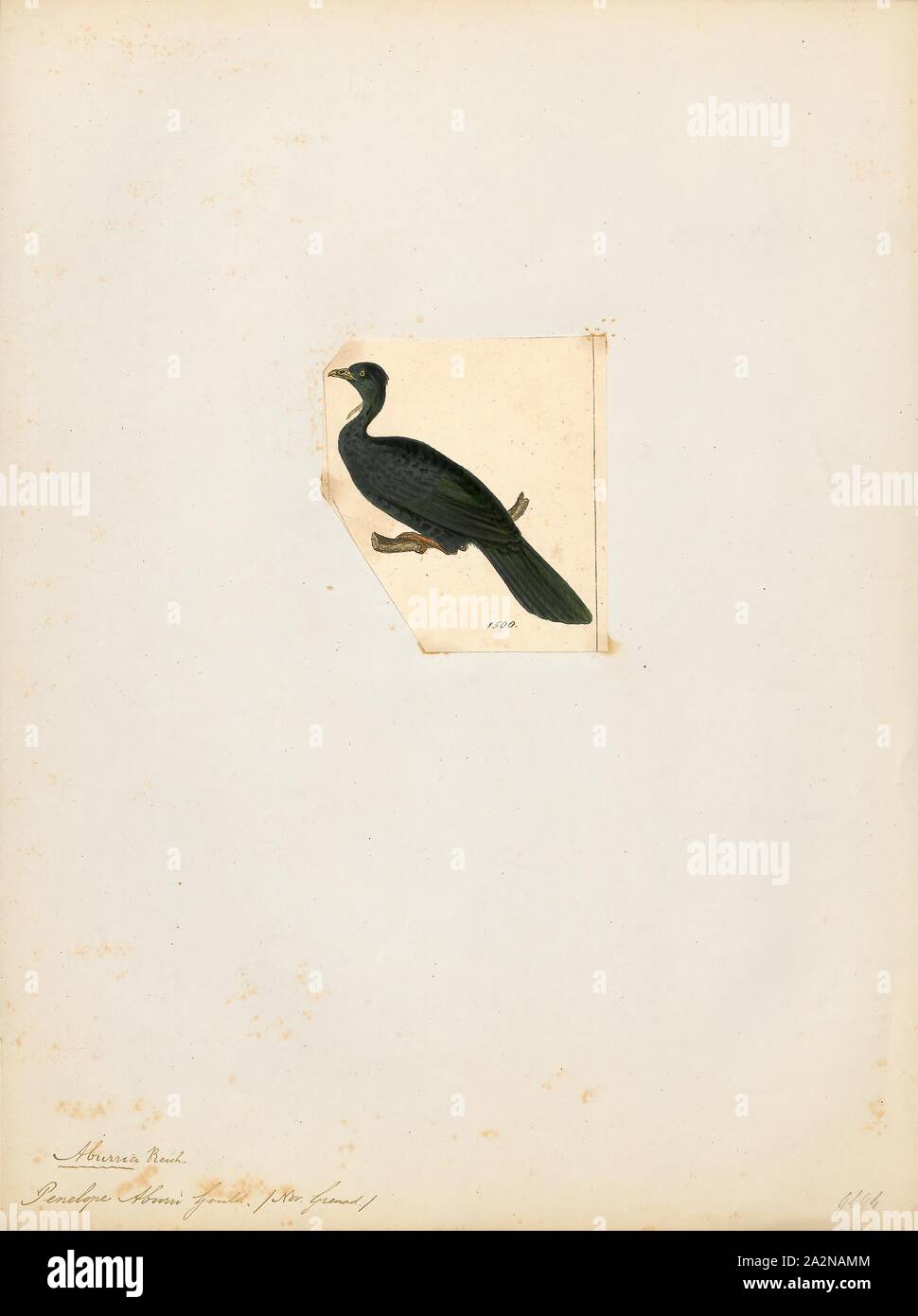 Penelope aburri hi-res stock photography and images - Alamy