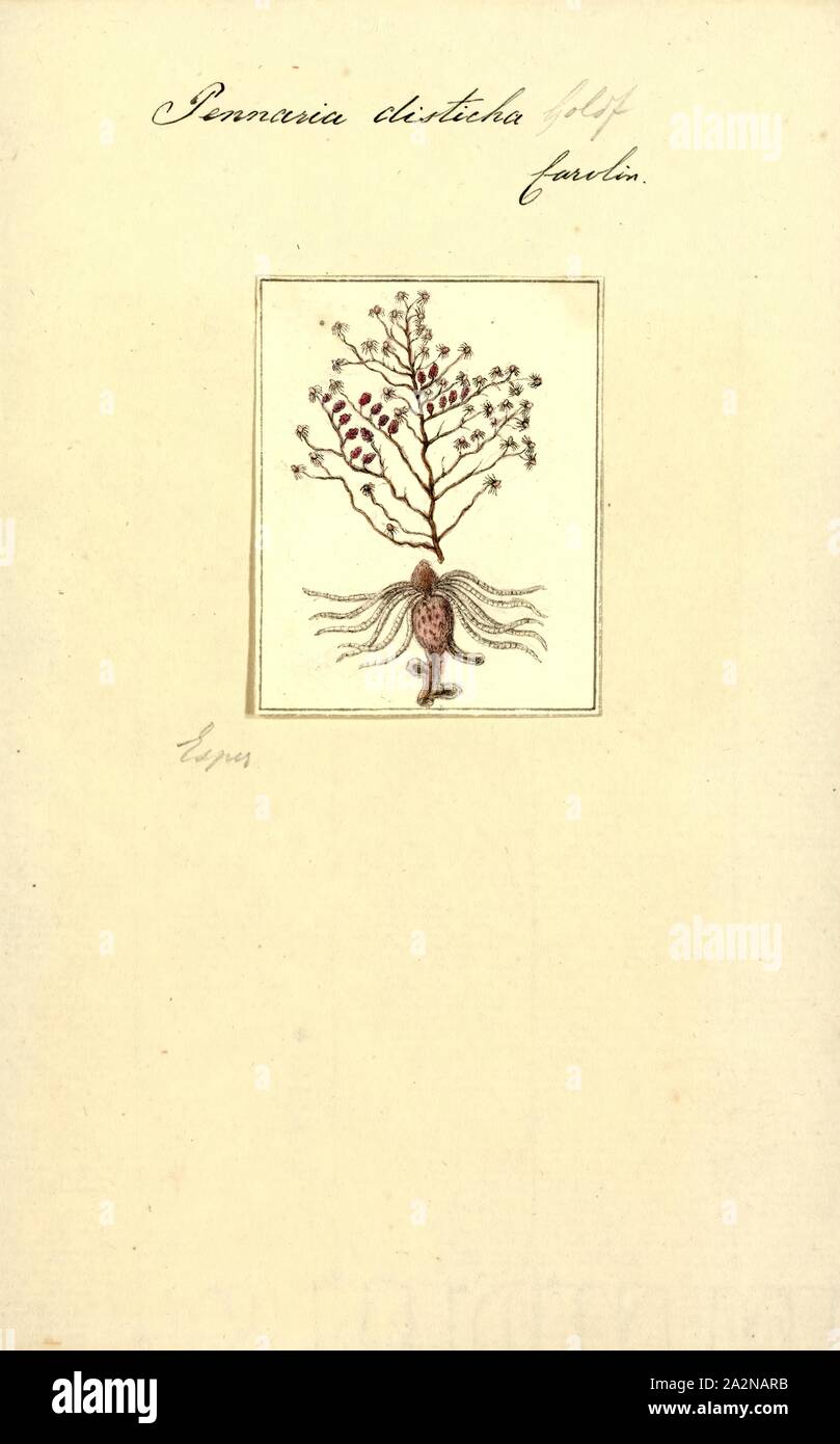 Pennariidae hi-res stock photography and images - Alamy