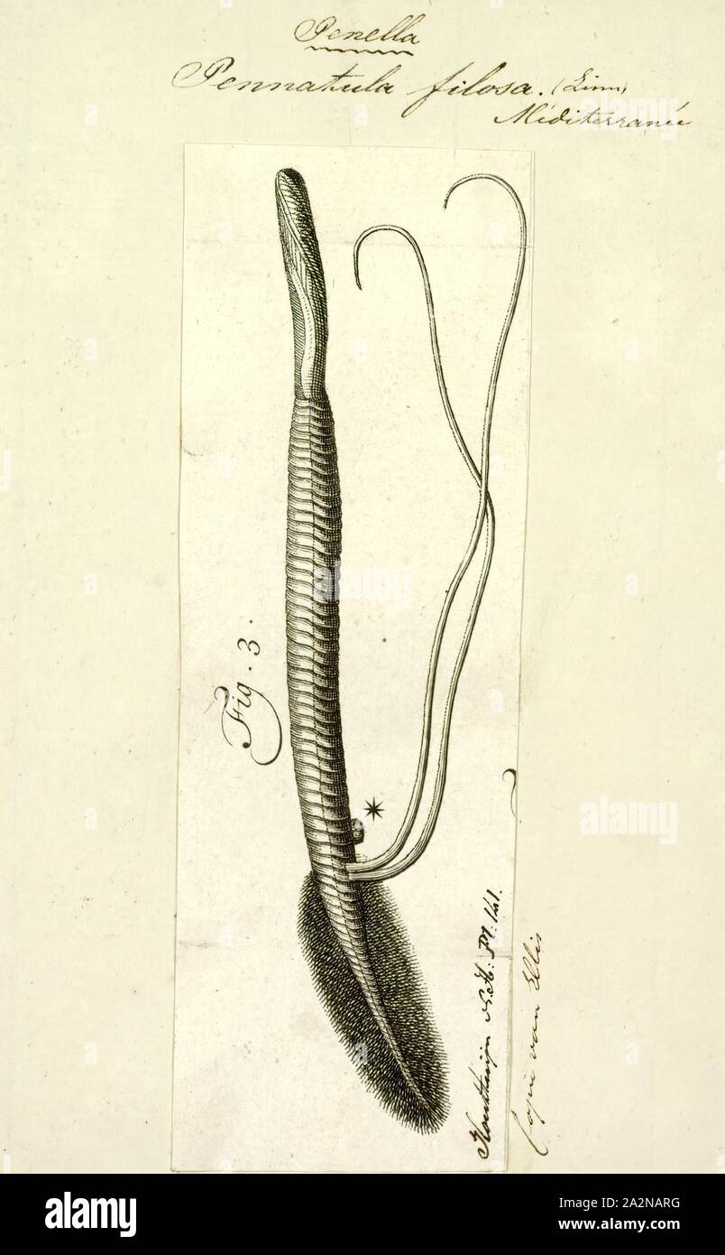 Pennatula hi-res stock photography and images - Alamy