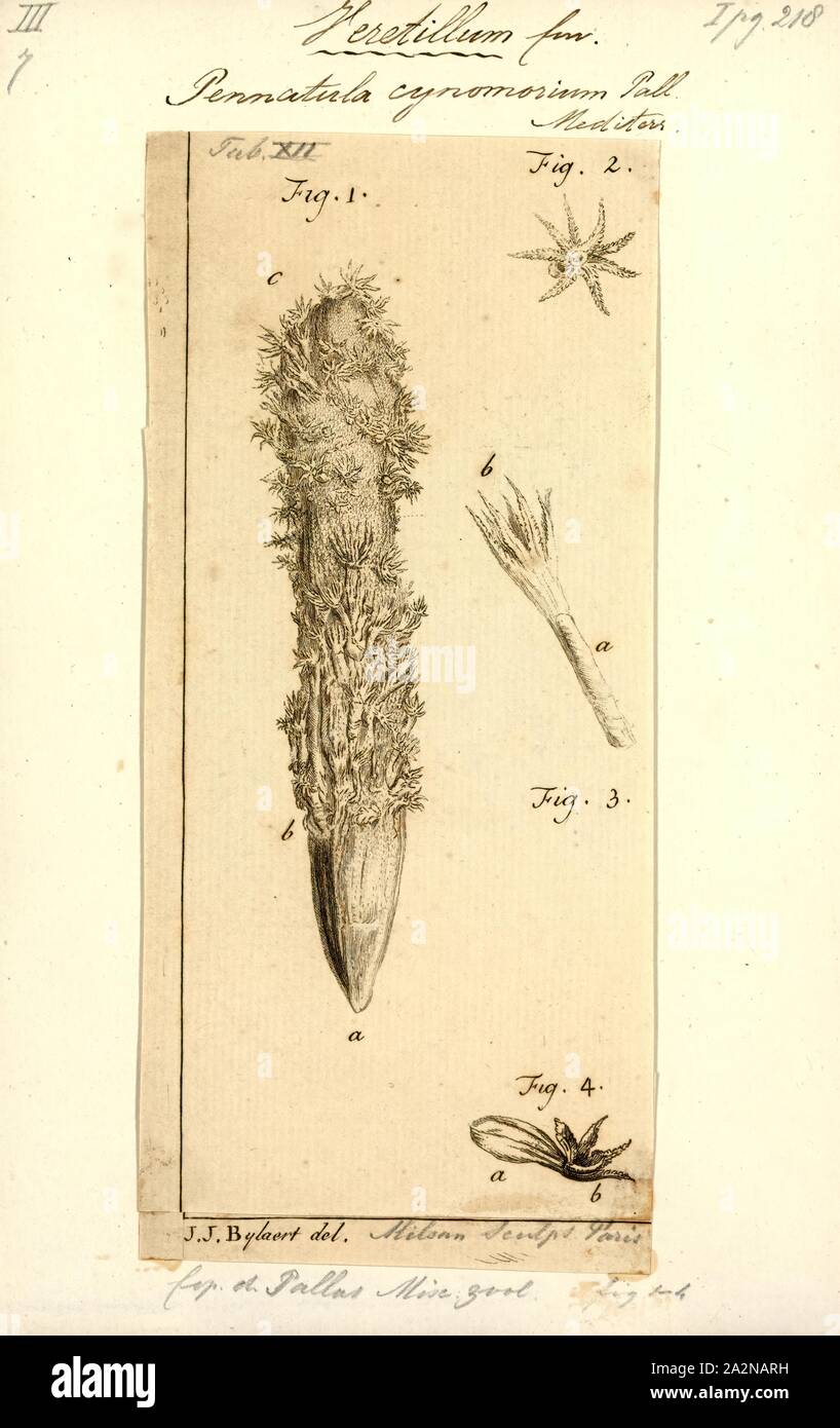 Pennatula cynomorium, Print Stock Photo - Alamy