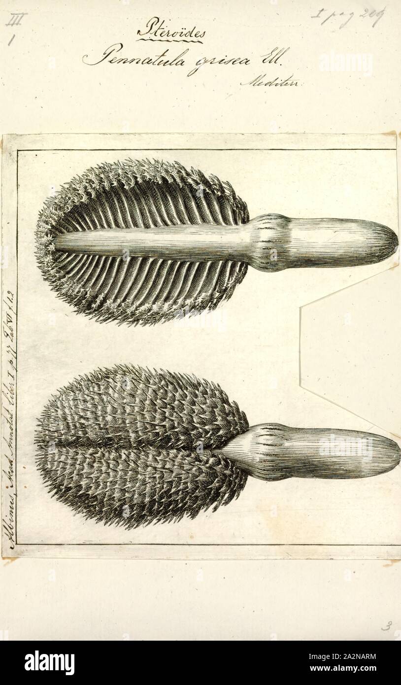 Pennatula hi-res stock photography and images - Alamy