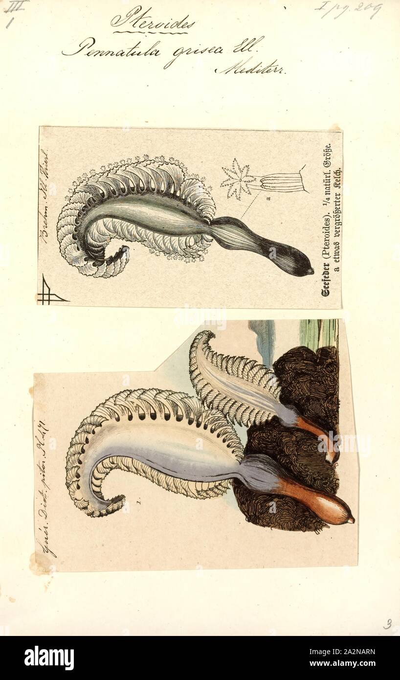 Pennatula grisea, Print Stock Photo - Alamy